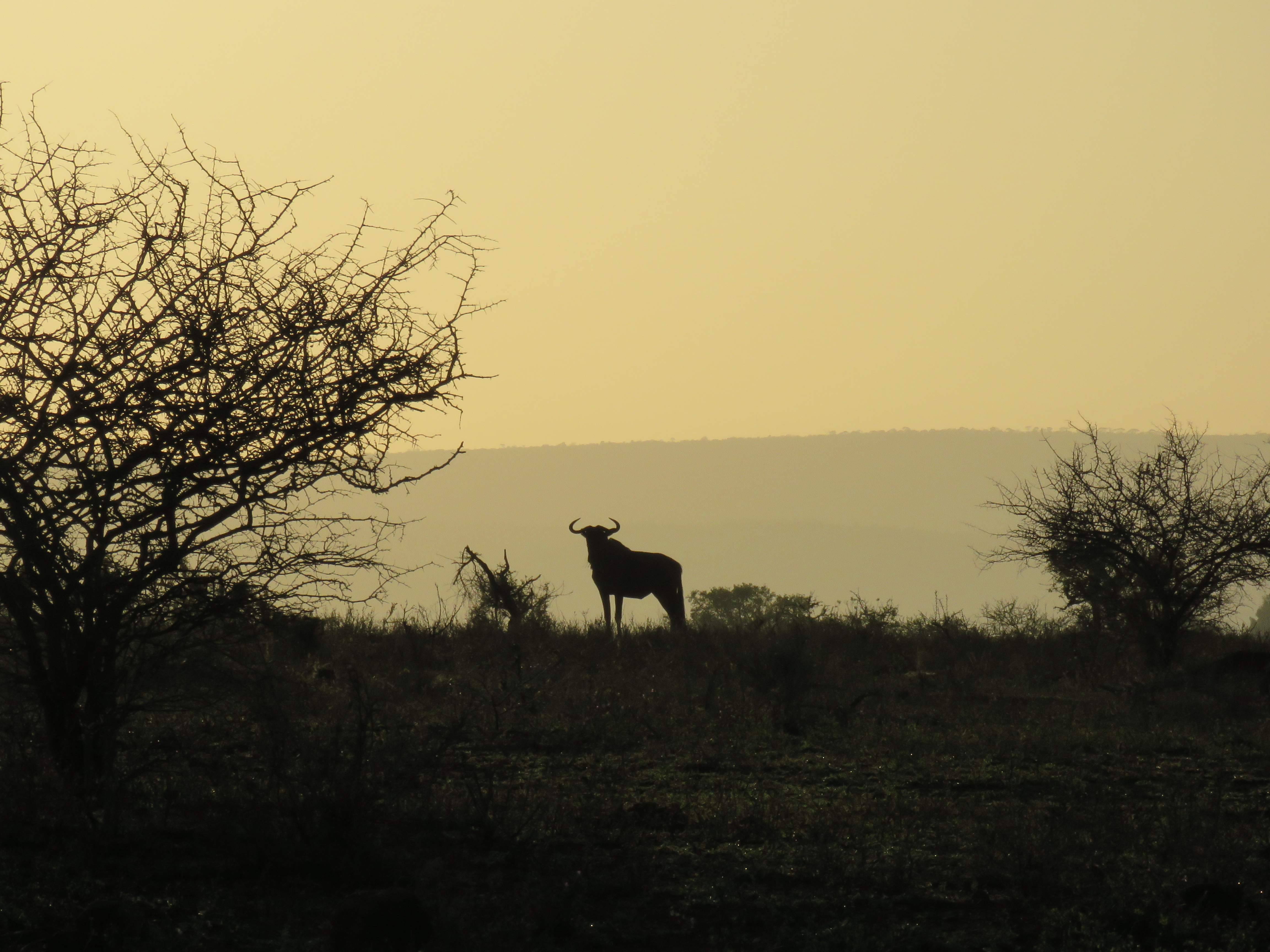 Bush Walk in Kruger National Park with Ranger